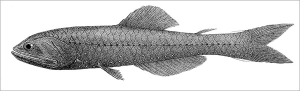 북태평양 랜턴피시(North Pacific lanternfish). Lampanyctus fernae