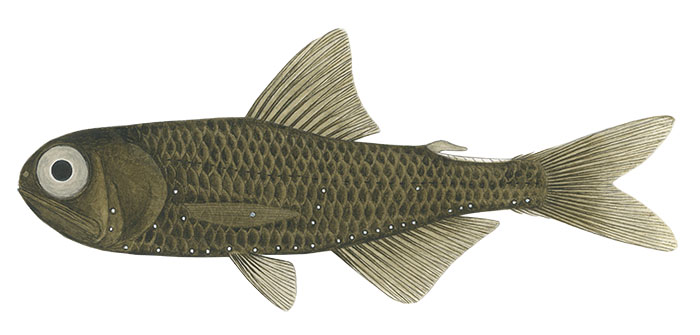 오리엔탈 랜턴피시(Oriental lanternfish). Myctophum orientale
