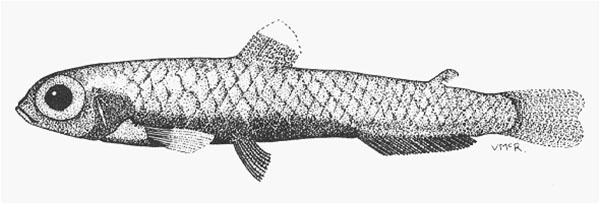 샛멸목 Order Argentiniformes(marine smelts).