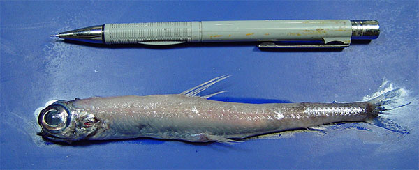 샛멸목 Order Argentiniformes(marine smelts).