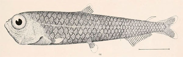 샛멸목 Order Argentiniformes(marine smelts).