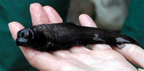 샛멸목 Order Argentiniformes(marine smelts).