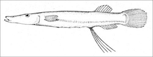 통안어과 Family Opisthoproctidae(Barreleyes or spookfishes)