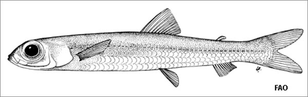 샛멸목 Order Argentiniformes(marine smelts).