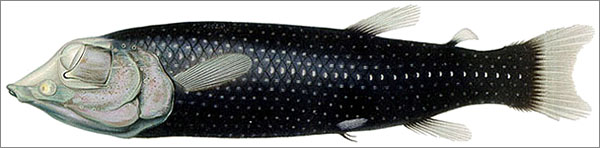 통안어과 Family Opisthoproctidae(Barreleyes or spookfishes)