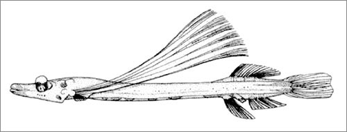 통안어과 Family Opisthoproctidae(Barreleyes or spookfishes)