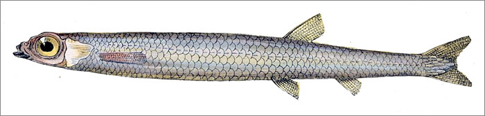 샛멸목 Order Argentiniformes(marine smelts).