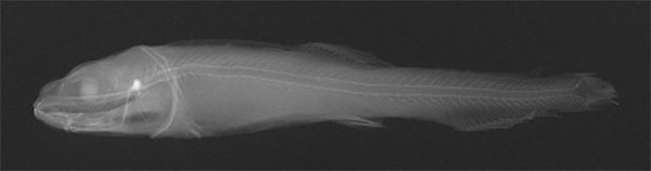 샛멸목 Order Argentiniformes(marine smelts).
