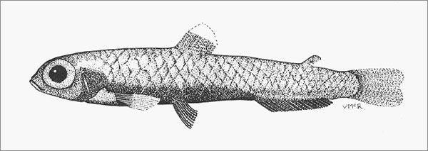 심해스멜트과. Family Bathylagidae(Deep-sea smelts)