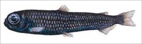 심해스멜트과. Family Bathylagidae(Deep-sea smelts)