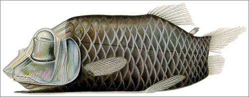 태평양통안어(Pacific barreleye). Macropinna microstoma(Chapman, 1939)