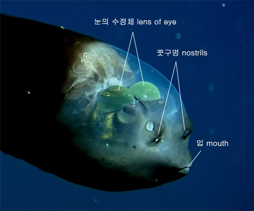 태평양통안어(Pacific barreleye). Macropinna microstoma(Chapman, 1939)