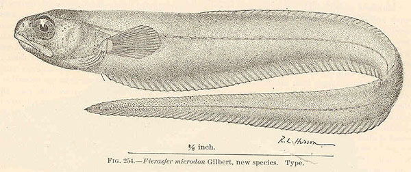 첨치목 Order Ophidiiformes(Cusk eels)