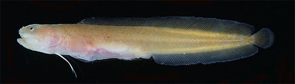 첨치목 Order Ophidiiformes(Cusk eels)