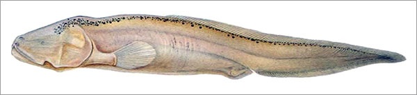 첨치목 Order Ophidiiformes(Cusk eels)