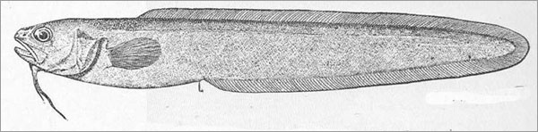 첨치목 Order Ophidiiformes(Cusk eels)