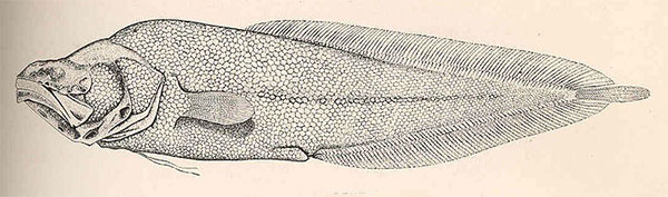 첨치목 Order Ophidiiformes(Cusk eels)
