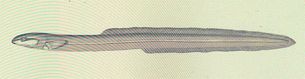 첨치목 Order Ophidiiformes(Cusk eels)