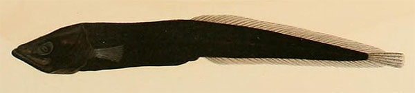 첨치목 Order Ophidiiformes(Cusk eels)