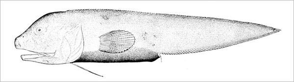 첨치목 Order Ophidiiformes(Cusk eels)