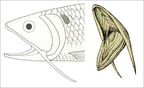 북멸(Moustached thryssa). Thryssa mystax