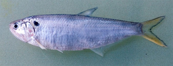 북멸(Moustached thryssa). Thryssa mystax