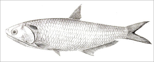 북멸(Moustached thryssa). Thryssa mystax