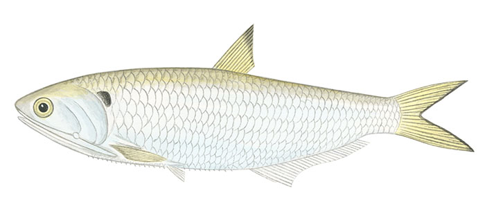 북멸(Moustached thryssa). Thryssa mystax