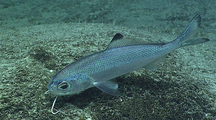 등점은눈돔(Silver eye) Polymixia japonica