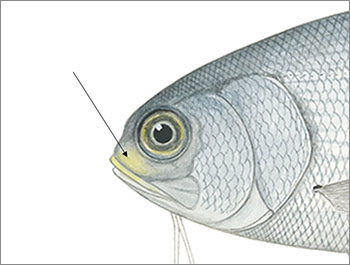 등점은눈돔(Silver eye) Polymixia japonica