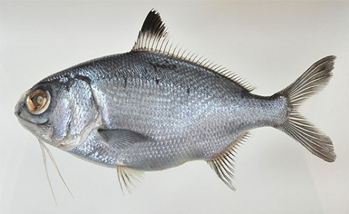 등점은눈돔(Silver eye) Polymixia japonica