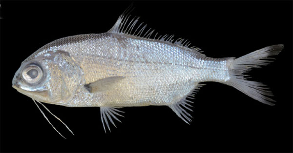 등점은눈돔(Silver eye) Polymixia japonica