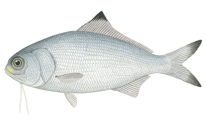 등점은눈돔(Silver eye) Polymixia japonica