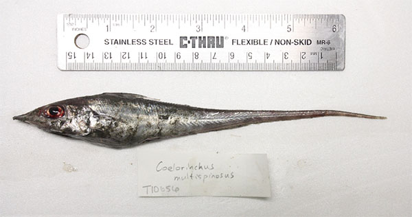 타이완꼬리민태(Formosa grenadier). Coelorinchus formosanus