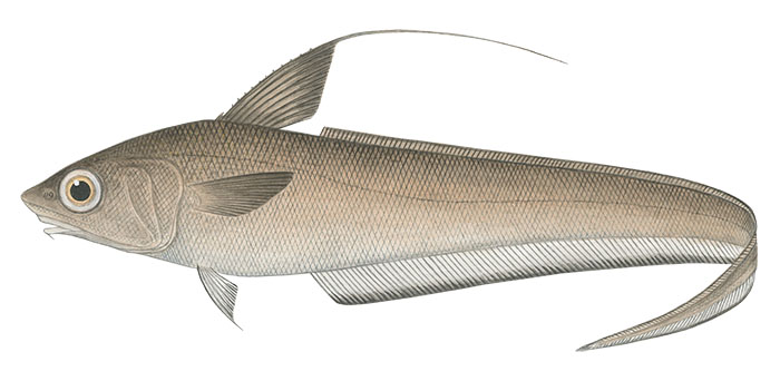 큰눈긴가시민태(Amami grenadier) Coryphaenoides marginatus