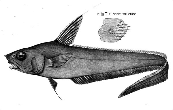큰눈긴가시민태(Amami grenadier) Coryphaenoides marginatus