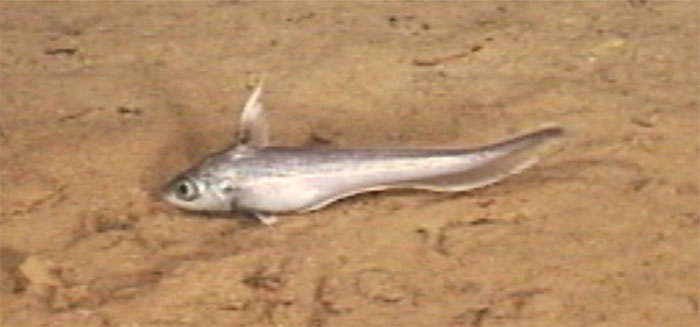 큰눈긴가시민태(Amami grenadier) Coryphaenoides marginatus