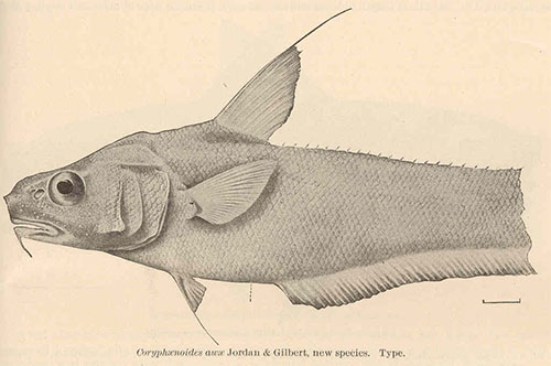 큰눈긴가시민태(Amami grenadier) Coryphaenoides marginatus