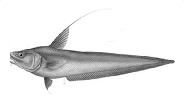 작은눈긴가시민태 (Microps grenadier). Coryphaenoides microps