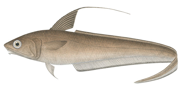 작은눈긴가시민태 (Microps grenadier). Coryphaenoides microps