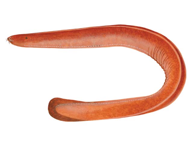 먹장어(Inshore hagfish)