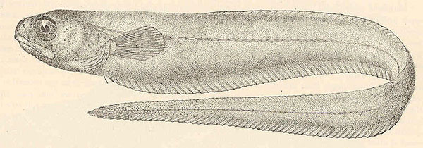 숨이고기과 Family Carapidae(pearlﬁshes)