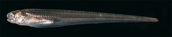 숨이고기과 Family Carapidae(pearlﬁshes)