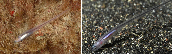 숨이고기과 Family Carapidae(pearlﬁshes)