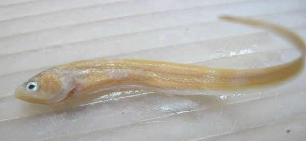 숨이고기과 Family Carapidae(pearlﬁshes)