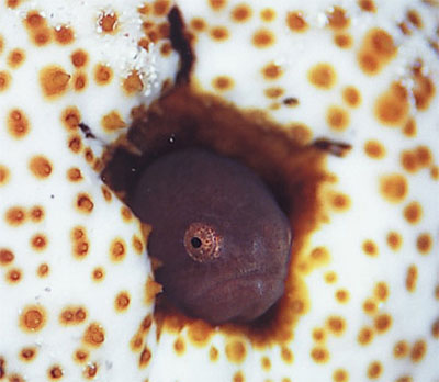 숨이고기과 Family Carapidae(pearlﬁshes)