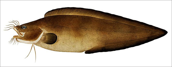 첨치과 Family Ophidiidae(cusk-eels)