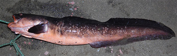 첨치과 Family Ophidiidae(cusk-eels)