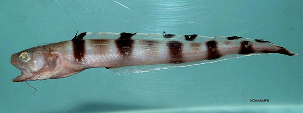 첨치과 Family Ophidiidae(cusk-eels)