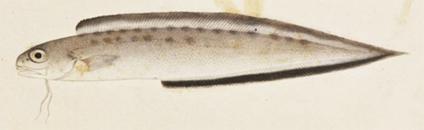 첨치과 Family Ophidiidae(cusk-eels)